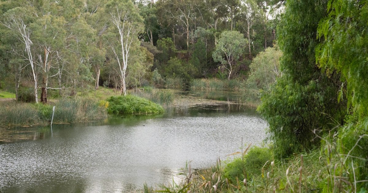 Healthy waterways | Green Adelaide
