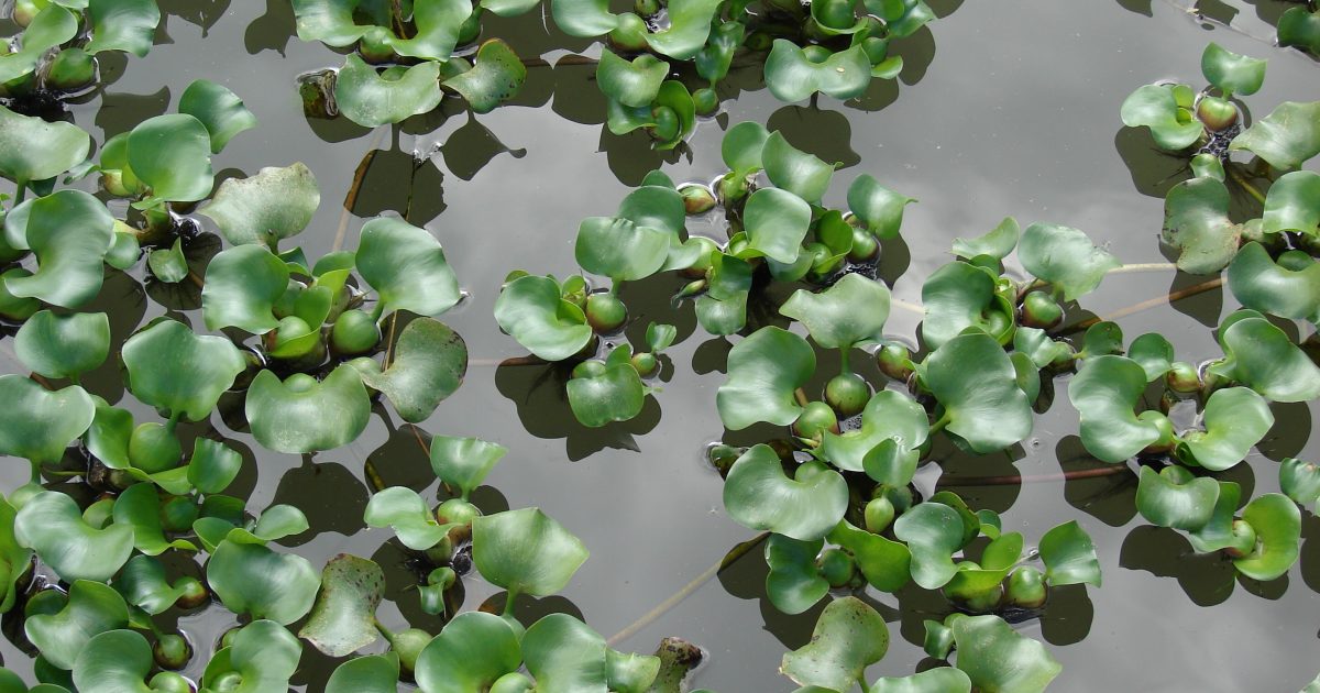 Water hyancinth | Green Adelaide