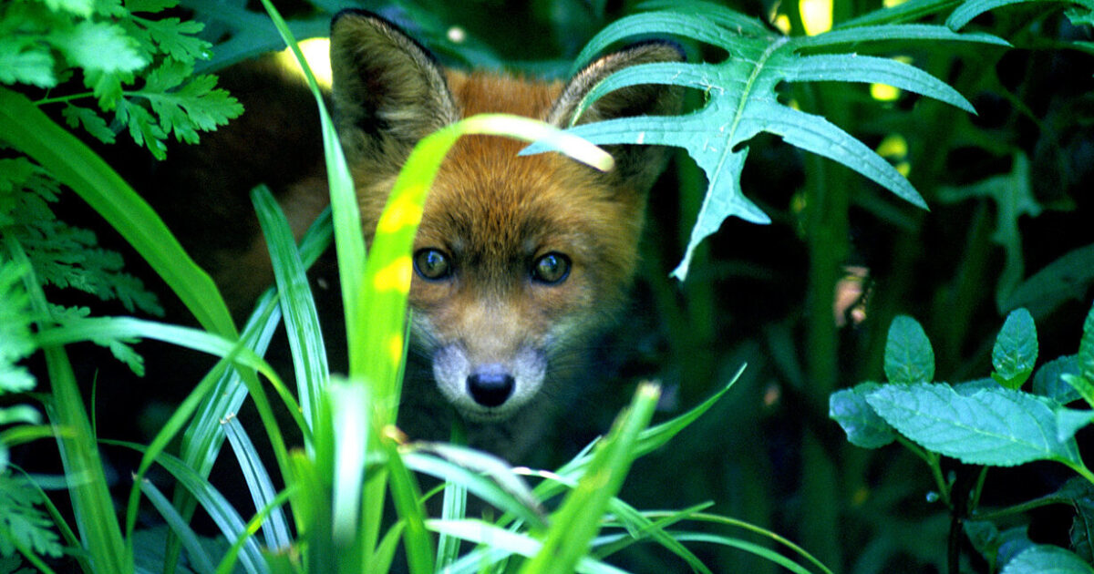 European Foxes | Green Adelaide