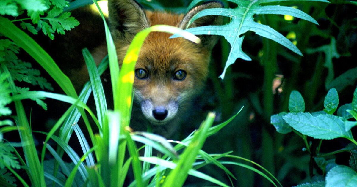 Get help with pest animals | Green Adelaide