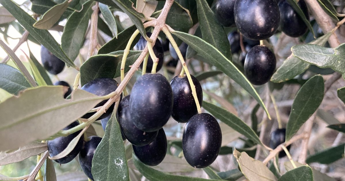 Feral Olive | Green Adelaide