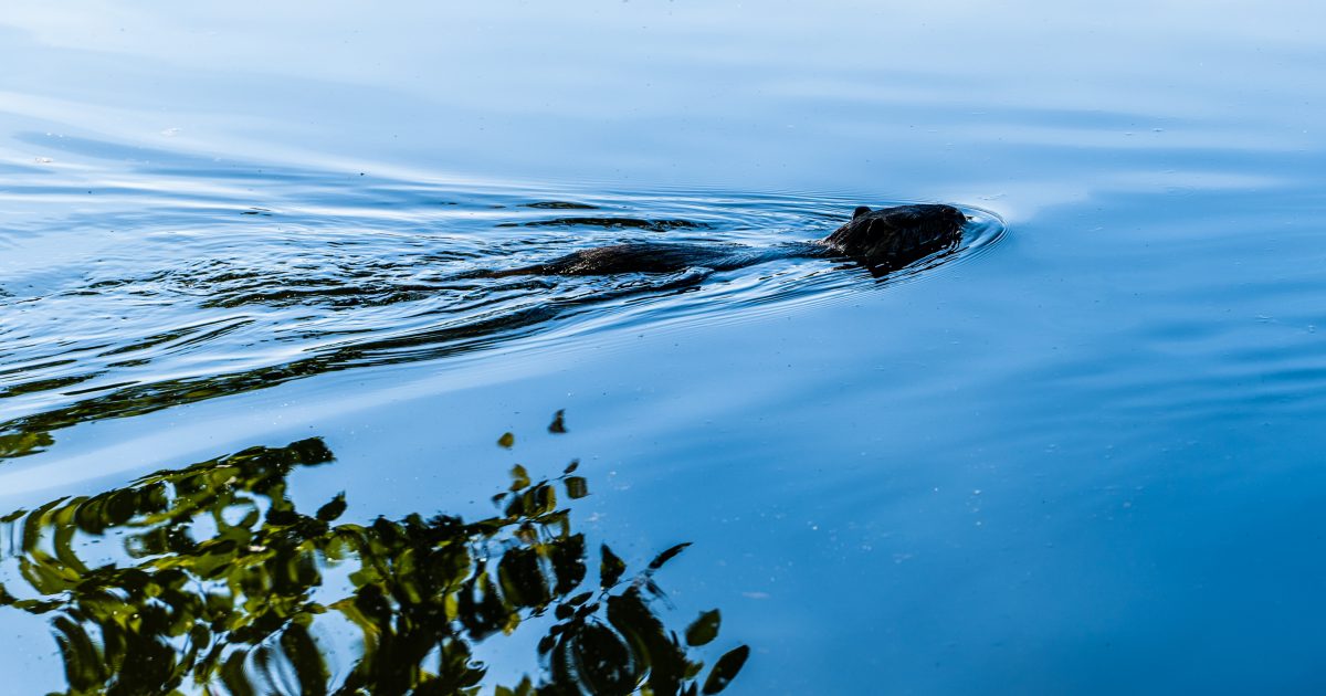 Banned opera house nets targeted in push to raise… | Green Adelaide