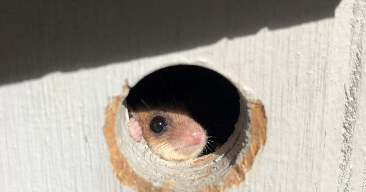 Building your own nest box to support local wildlife | Green Adelaide