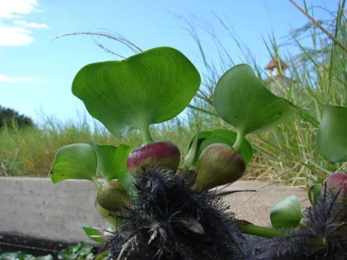 Get help with Weeds | Green Adelaide