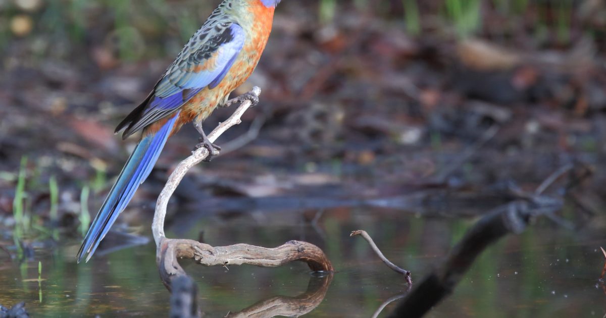 Native animals | Green Adelaide
