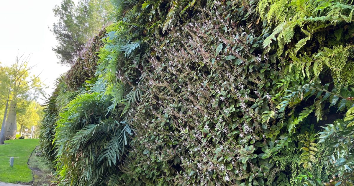 6 steps to build a green wall at home | Green Adelaide