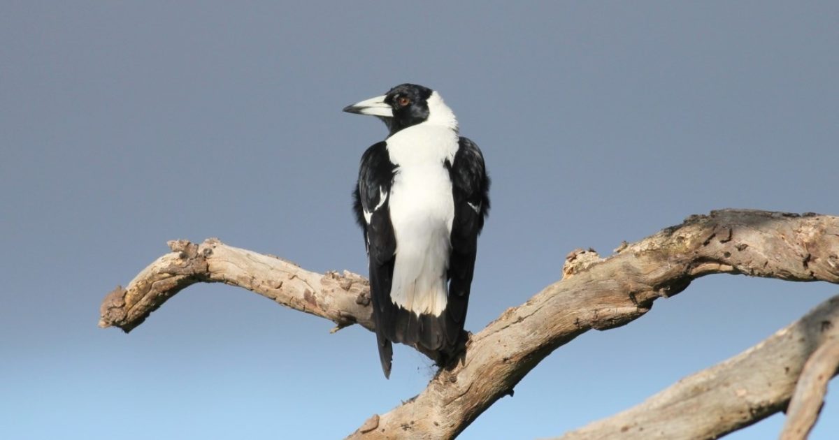 It’s swooping season – what you need to know about Adelaide’s swooping ...