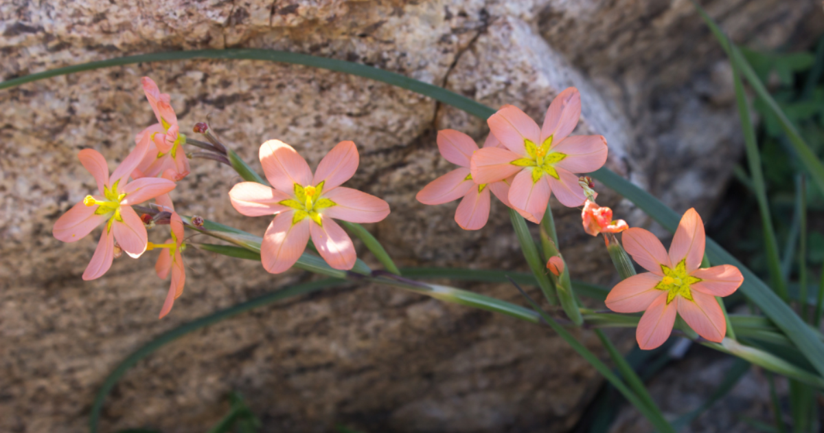 7 weeds that have sprung this spring and how to manage them | Green ...