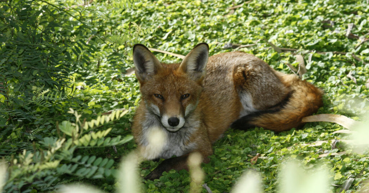 All you need to know about managing pest animals in Adelaide | Green ...