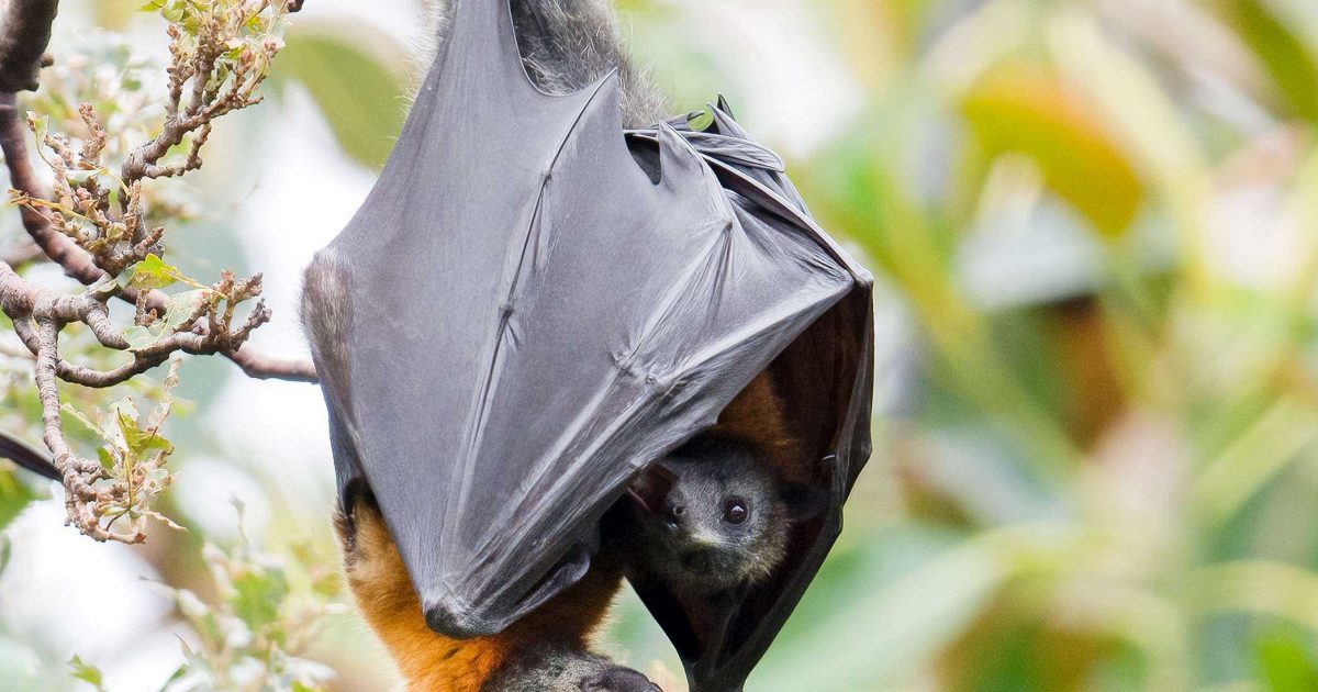 Why are there more grey-headed flying foxes in Adelaide? | Green Adelaide