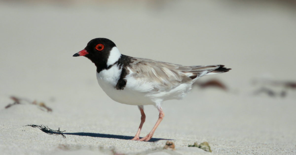 Hooded plover | Green Adelaide