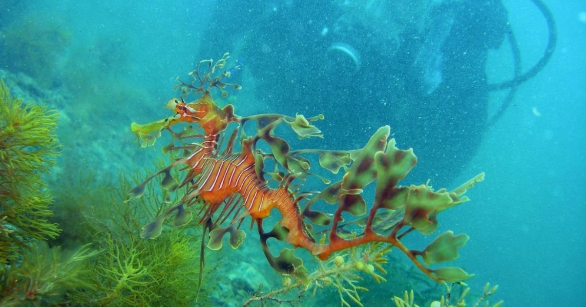 5 tips for taking the best photos of seadragons | Green Adelaide