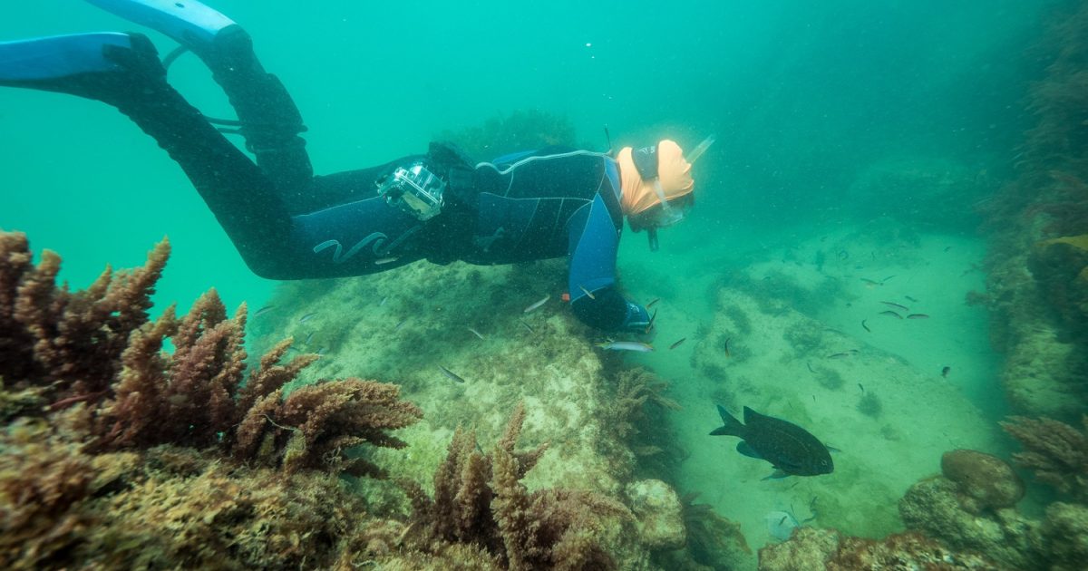 6 ways to connect with Adelaide’s blue backyard – our coast and marine ...