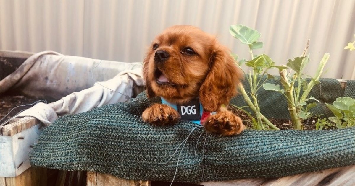 Vegetables to grow that you and your dog can enjoy | Green Adelaide