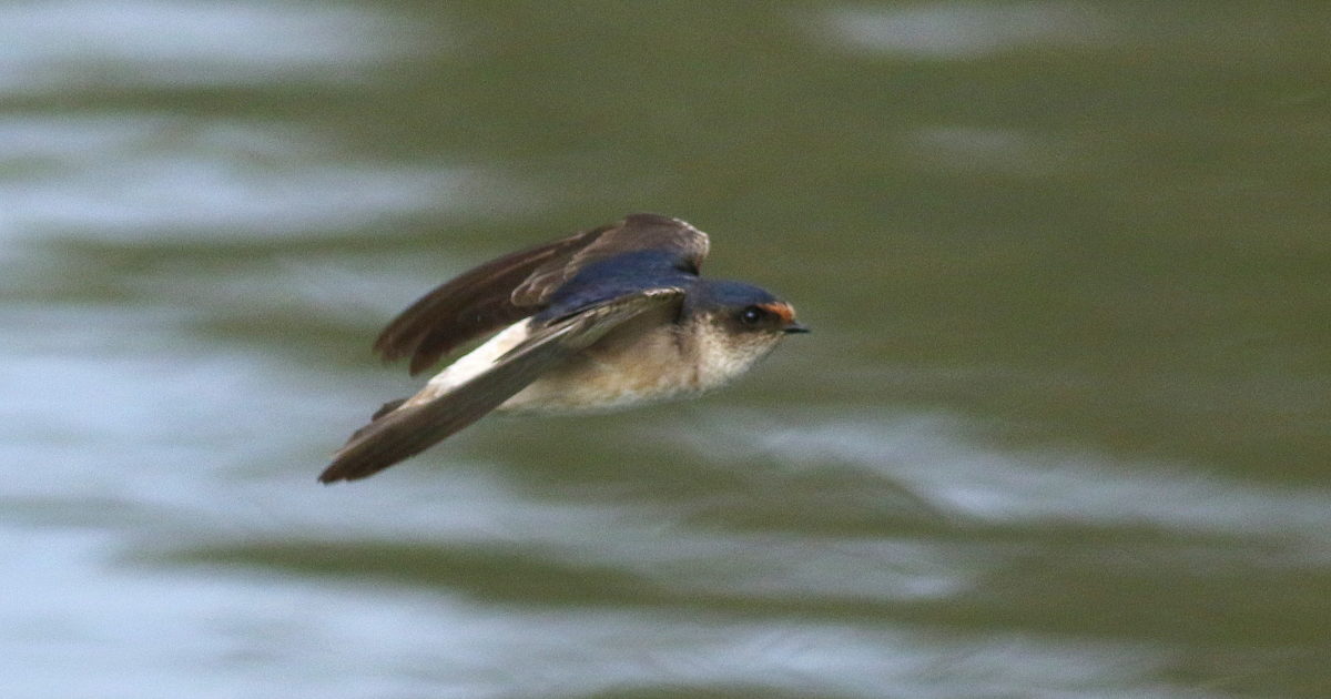 9 common native birds of Adelaide | Green Adelaide