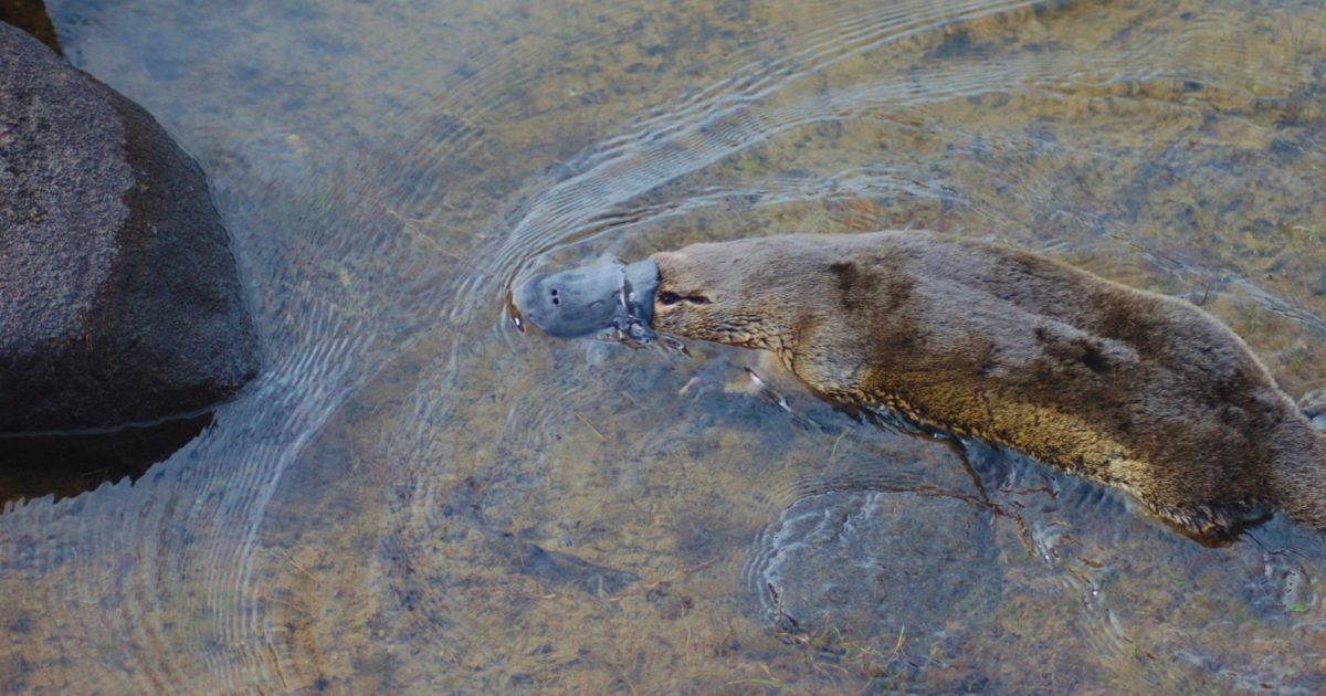 How bringing platypus back to the River Torrens could be the next step ...