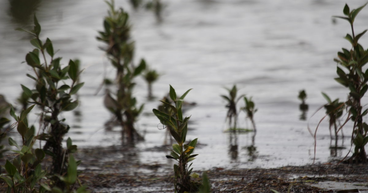 Grants lead way for Adelaide’s blue carbon future | Green Adelaide