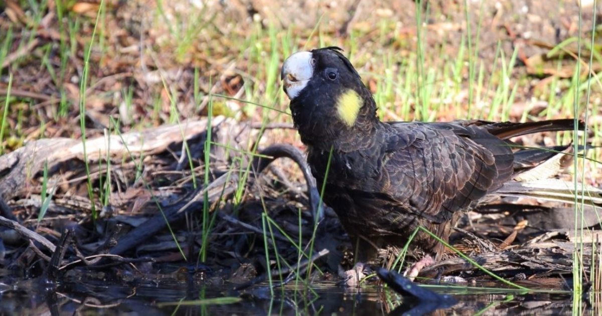 Everything you need to know about creating a wilder Adelaide | Green ...
