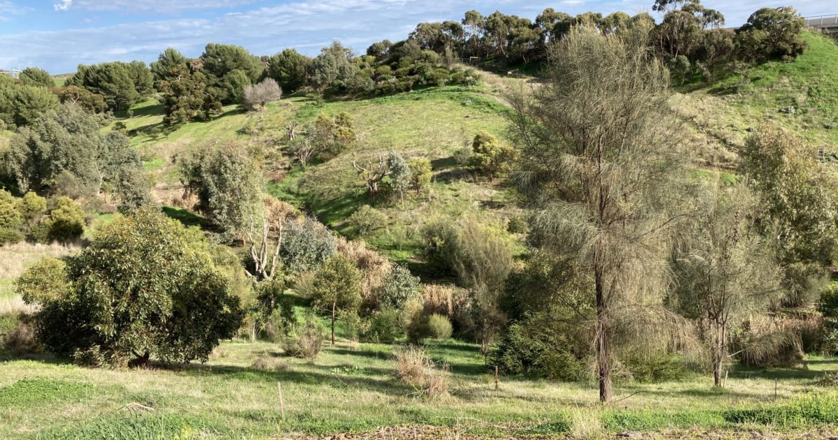 All you need to know about a new environmental project in Adelaide’s ...