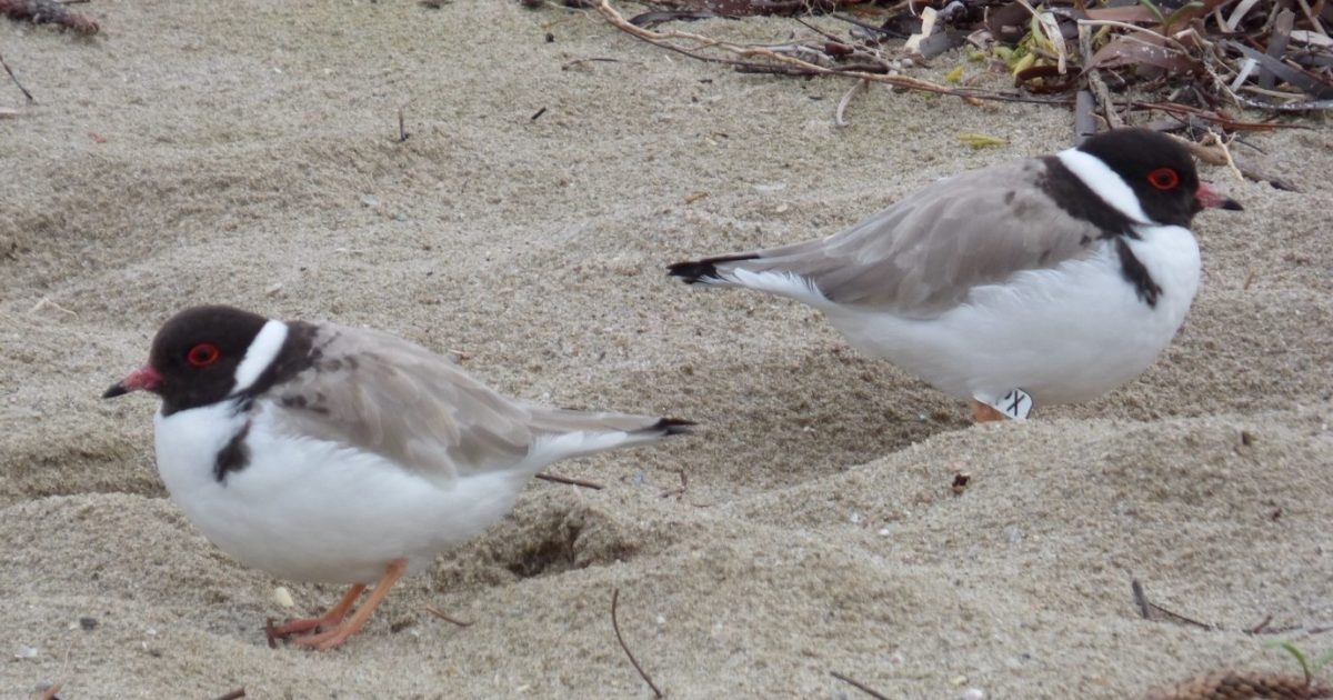 Threatened hooded plover eggs spotted on Adelaide coastline mark ...