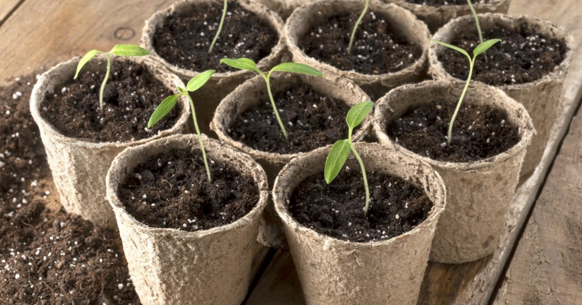 5 easy steps for planting new seedlings in your vegetable garden ...