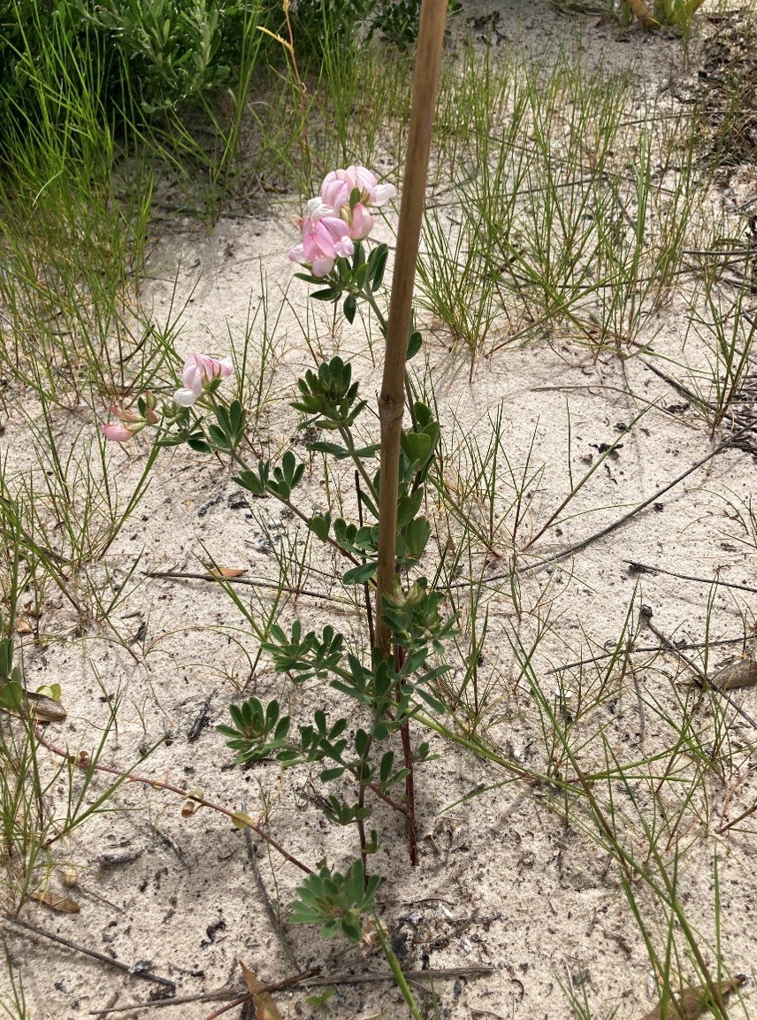 Boosting biodiversity with rare coastal plants | Green Adelaide