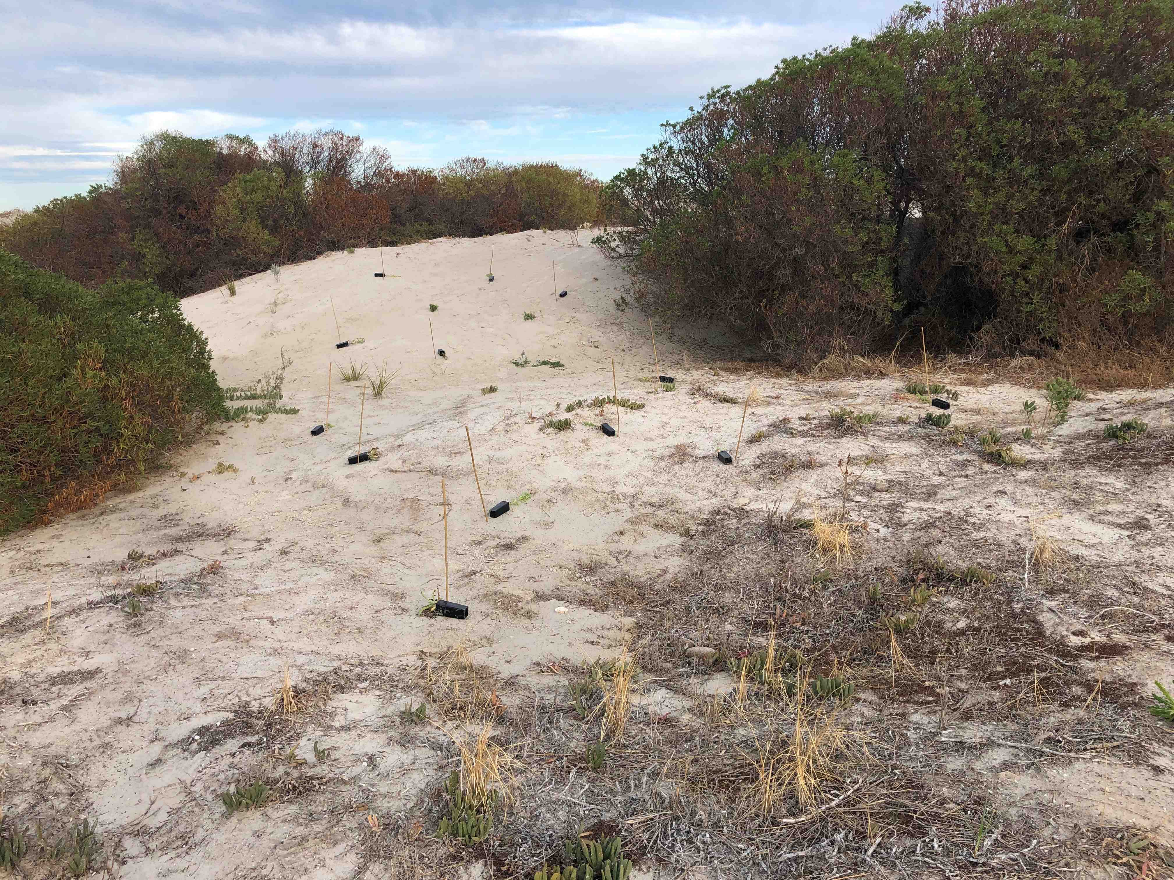 Boosting biodiversity with rare coastal plants | Green Adelaide