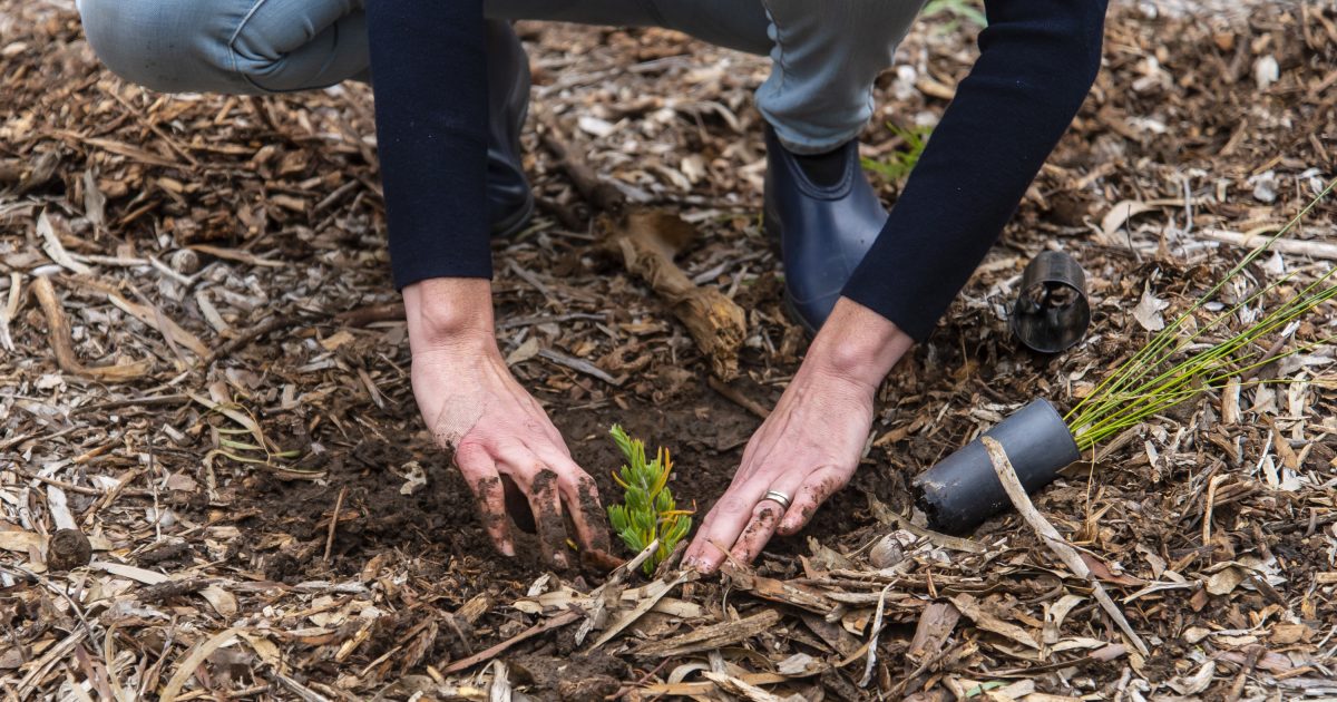 6 steps to planting a native plant | Green Adelaide