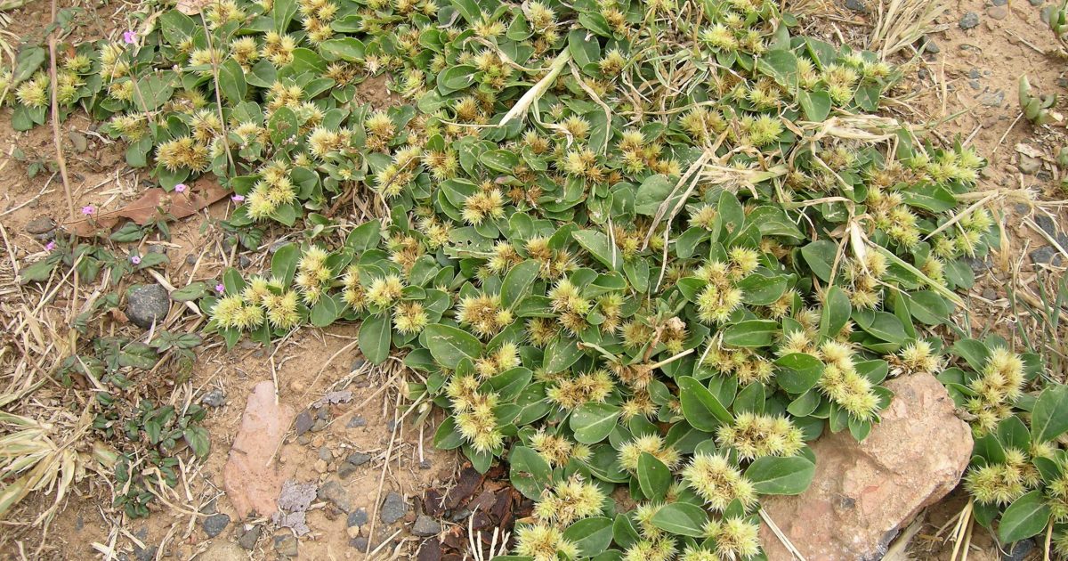 Khaki weed | Green Adelaide