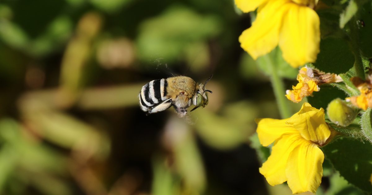 6 steps for attracting more native bees to your… | Green Adelaide