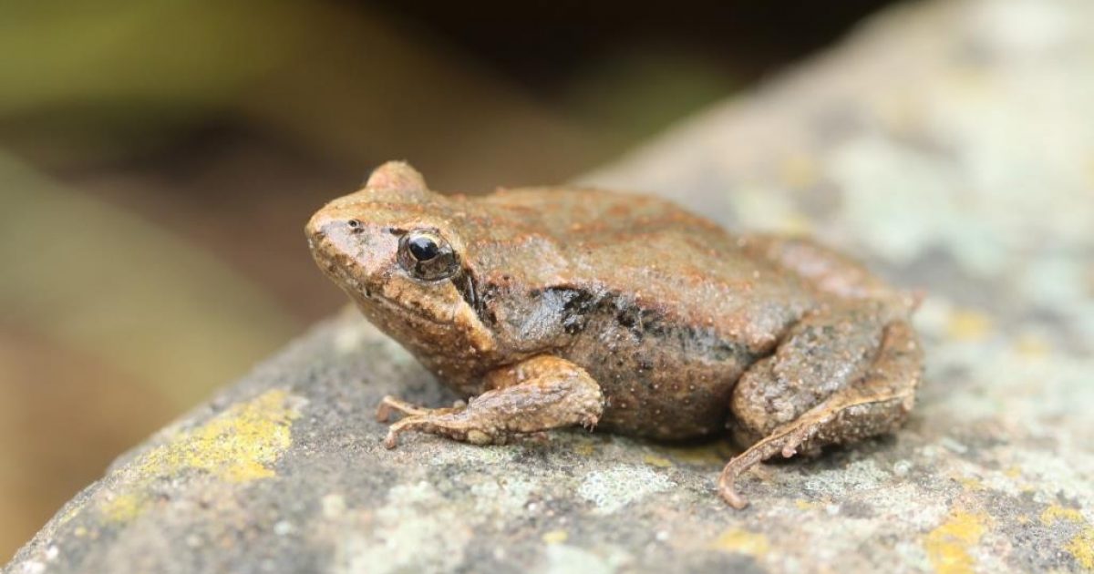 Join the SA frog census this June and help track… | Green Adelaide