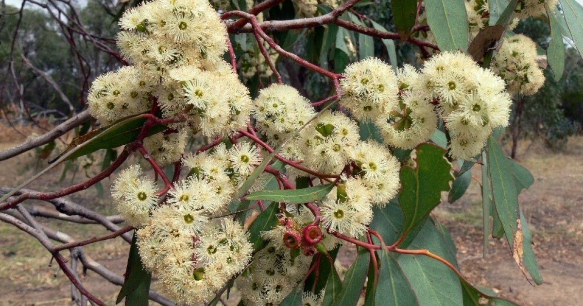 10 common trees you’ll see around Adelaide | Green Adelaide