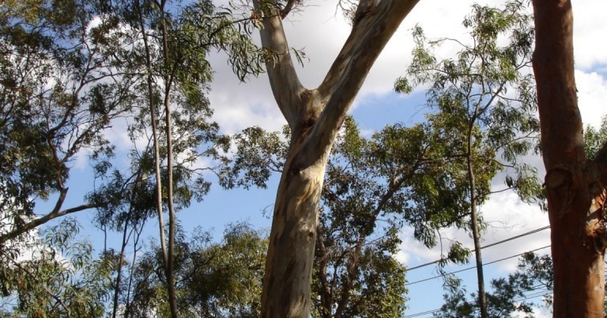 7 reasons to protect Adelaide’s mature trees | Green Adelaide