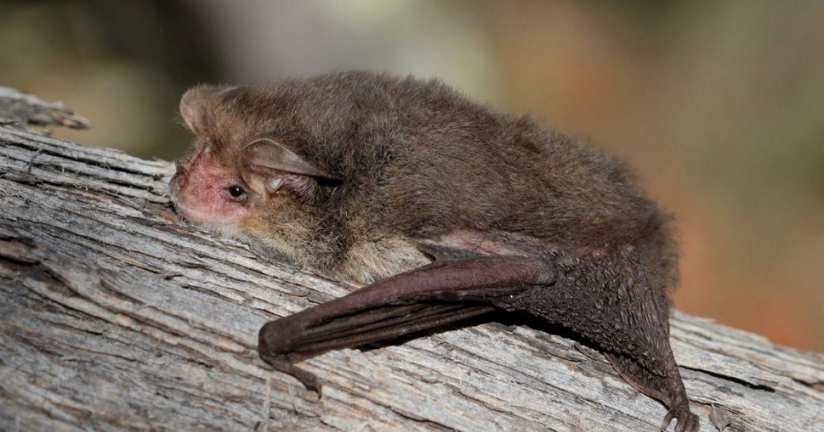 Get to know Adelaide’s microbats | Green Adelaide