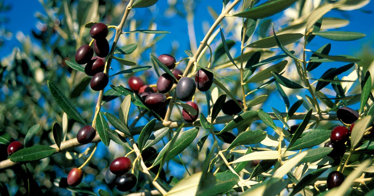 From pest to pinot – how feral olive trees grow… | Green Adelaide