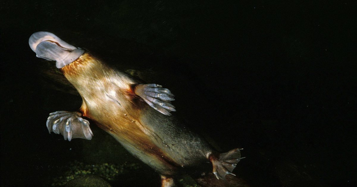 What you need to know about platypuses | Green Adelaide