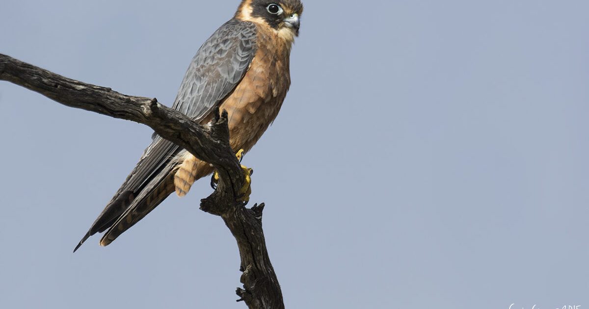 Adelaide’s birds of prey in the spotlight with new… | Green Adelaide