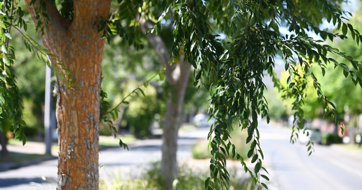 Nearly $2 million funding to green and cool streets | Green Adelaide