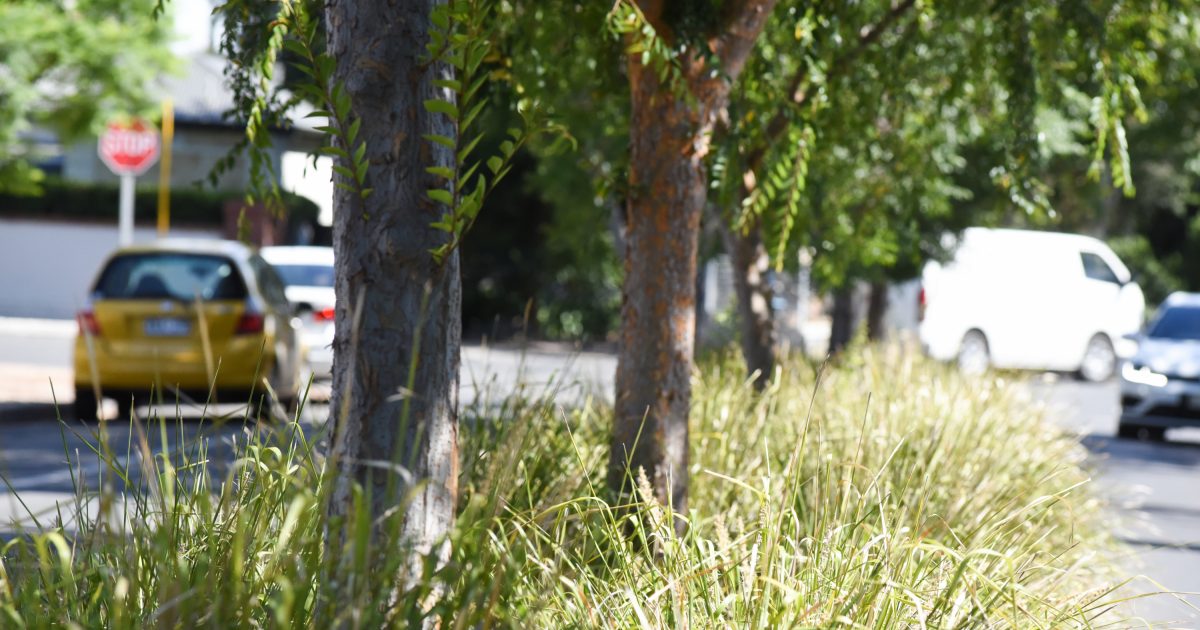 Urban Greening Strategy for metro Adelaide | Green Adelaide