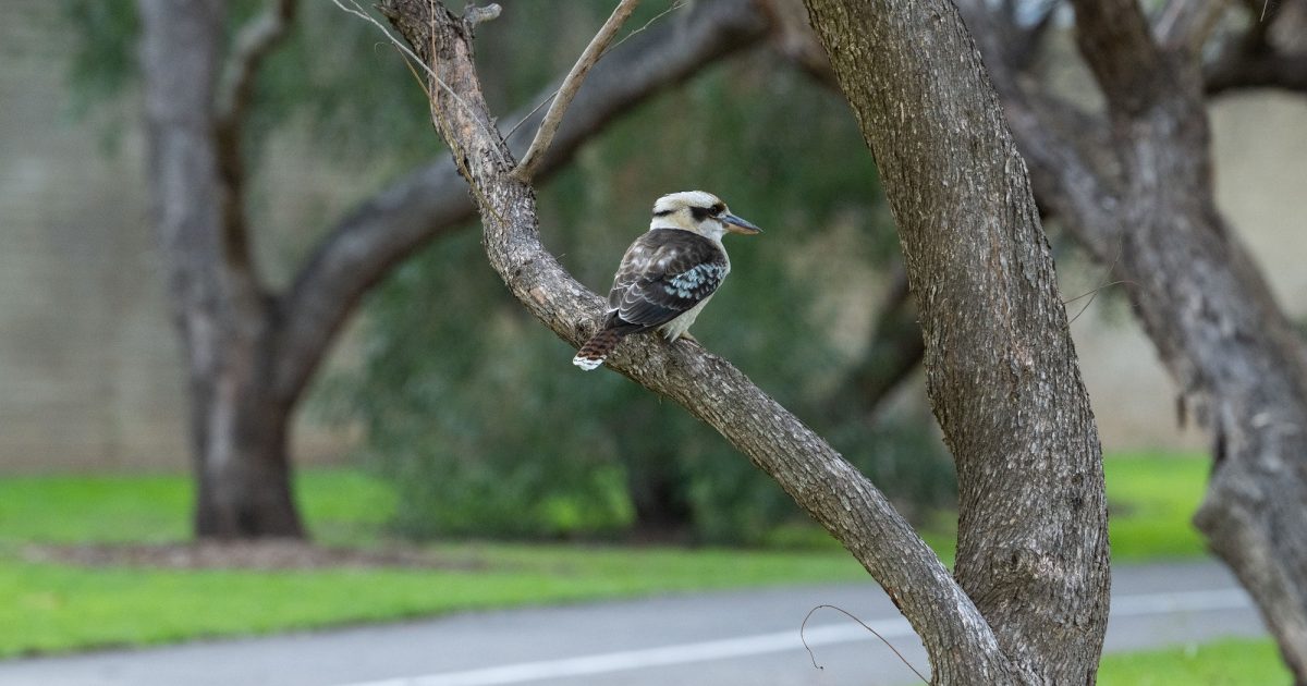 7 animals you might see – or hear – along the River… | Green Adelaide