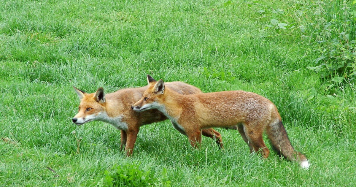 5 ways to outfox a fox in Adelaide | Green Adelaide