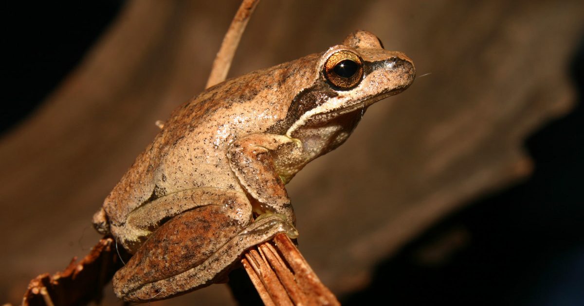 brown tree frog froglet