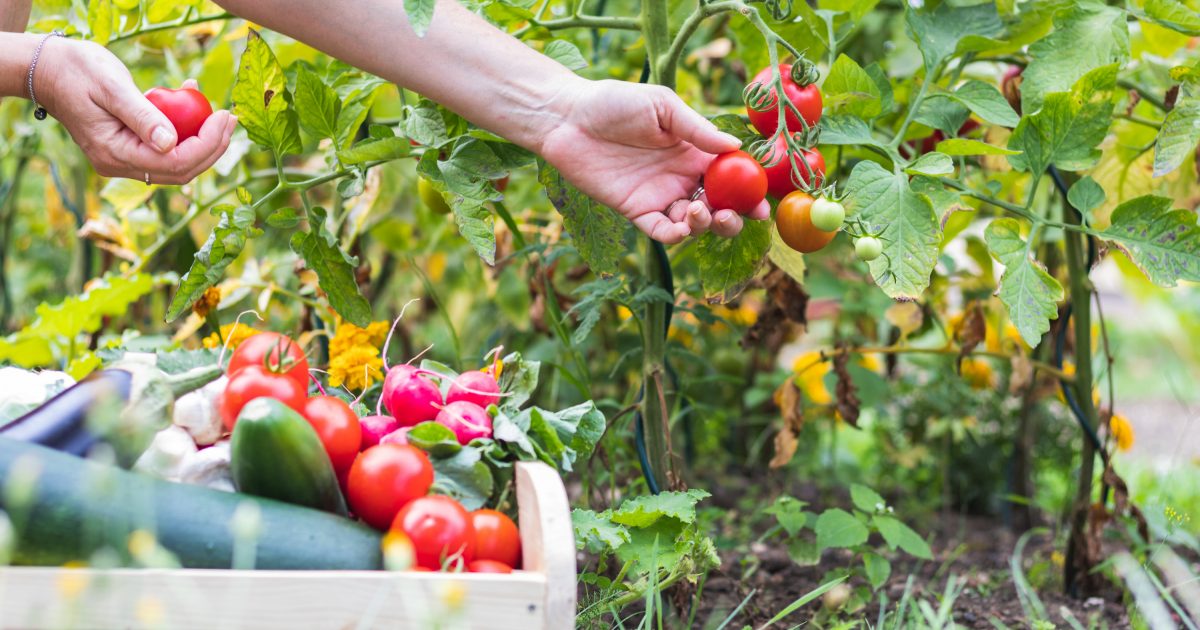 3 ways that growing your own food brings big benefits | Green Adelaide