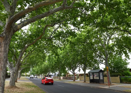 Urban Greening Strategy for metro Adelaide | Green Adelaide