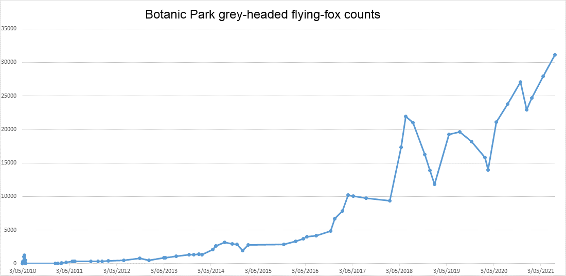Grey-headed flying fox | Green Adelaide
