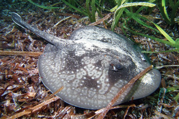 Marine Parks | Upper Gulf St Vincent