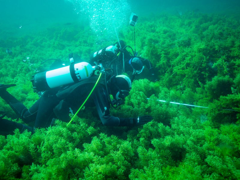 Marine Parks | Marine biodiversity surveys and habitat mapping