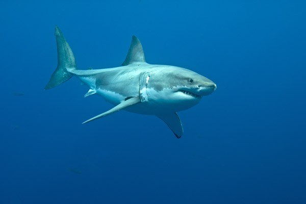 Marine Parks | Neptune Islands Group (Ron and Valerie Taylor) Marine…